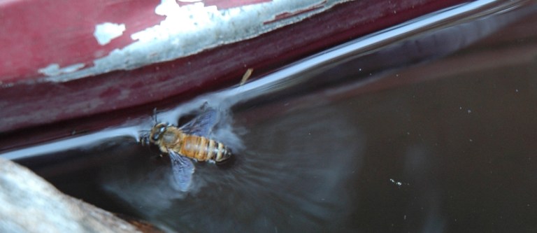 Dairy = Daisy and the Bees are Swimming. – The Kitchen's Garden