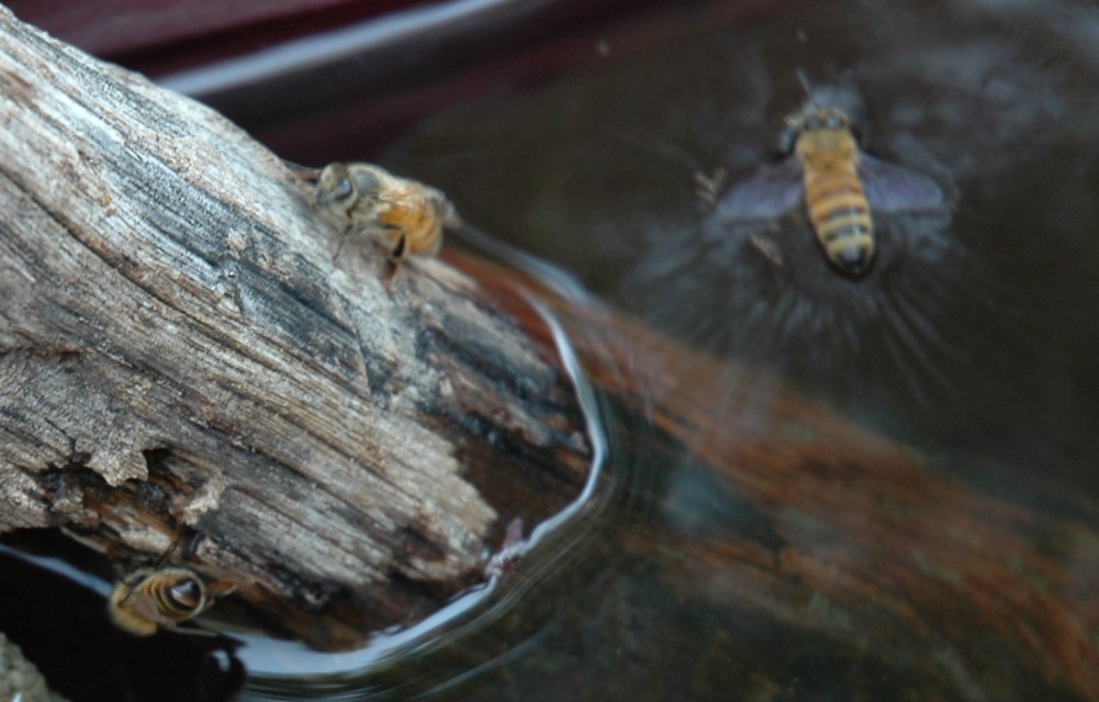 Dairy = Daisy and the Bees are Swimming. – The Kitchen's Garden