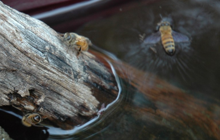Dairy = Daisy and the Bees are Swimming. – The Kitchen's Garden