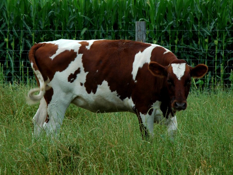 Dairy = Daisy and the Bees are Swimming. – The Kitchen's Garden