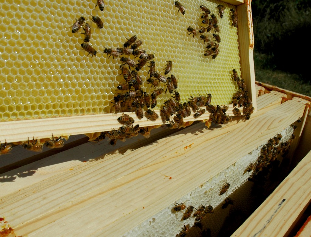 Combining Two Bee Hives. – The Kitchen's Garden