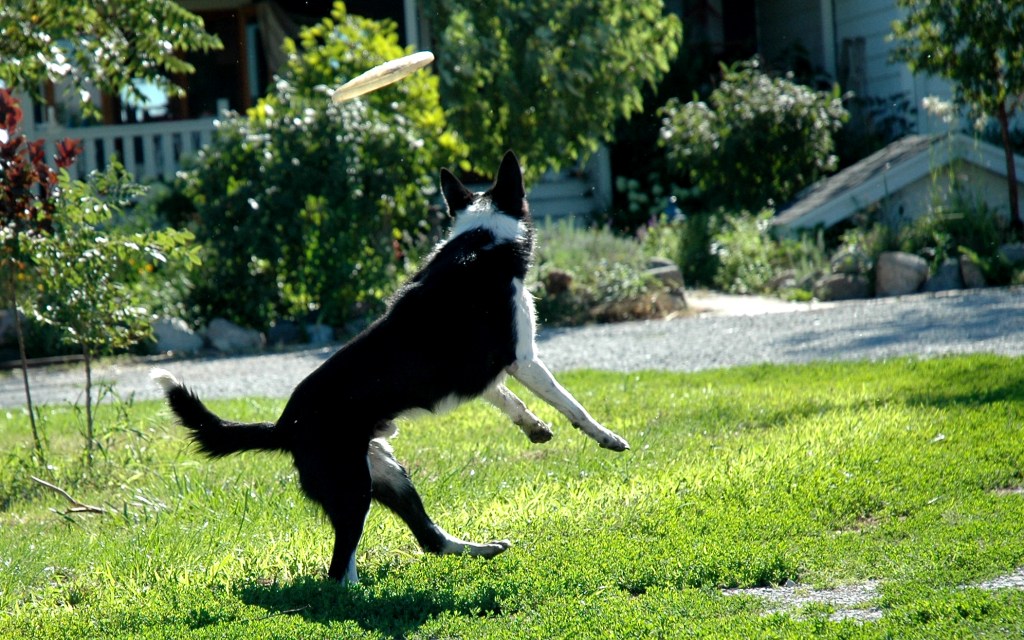 Confessions of a Basement Farmer with a Frisbee – The Kitchen's Garden