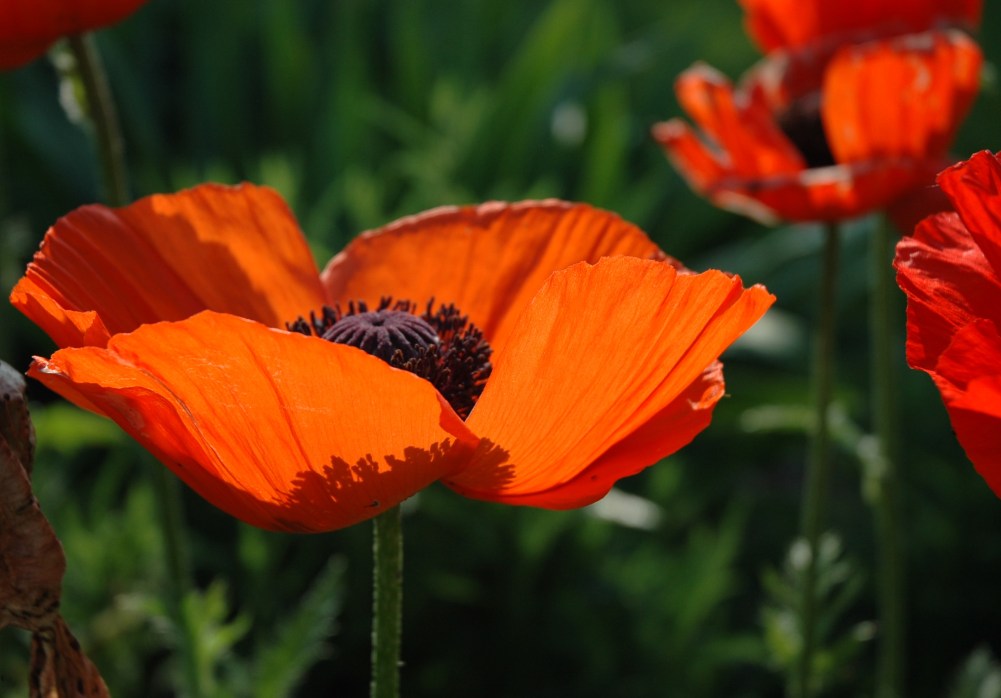 Flowers in my garden that the bees love the most – The Kitchen's Garden