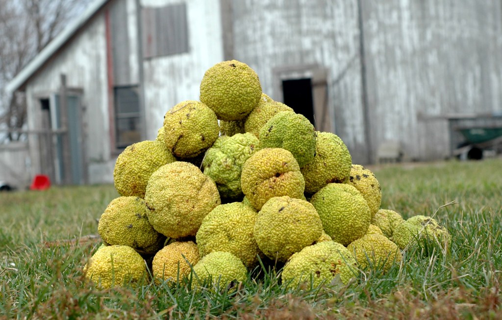 Recipe for a hedge-apple hedge. – The Kitchen's Garden