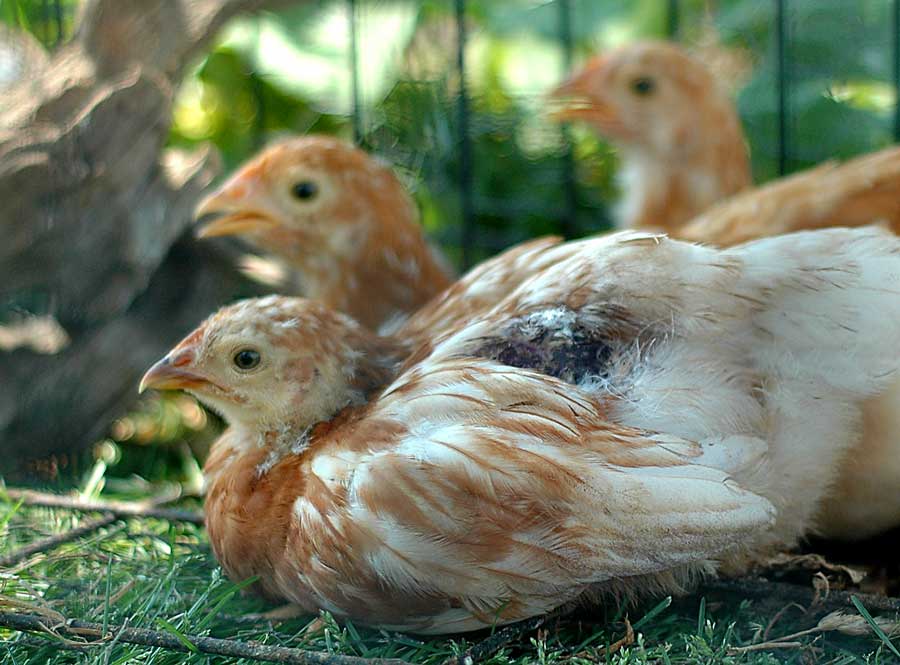 How To Make a Frog House – The Kitchen's Garden