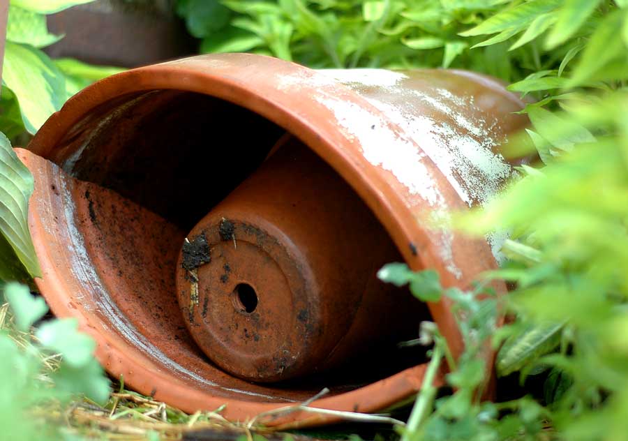 How To Make a Frog House – The Kitchen's Garden