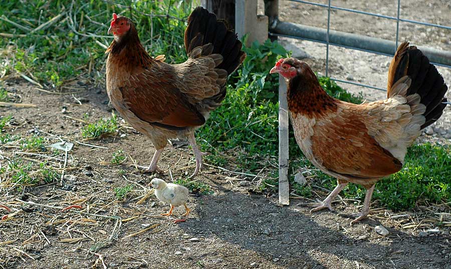 How To Make a Frog House – The Kitchen's Garden