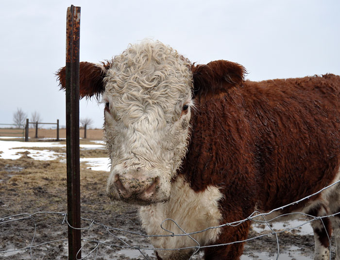 The Mucky Murk or is it The Murky Muck – The Kitchen's Garden