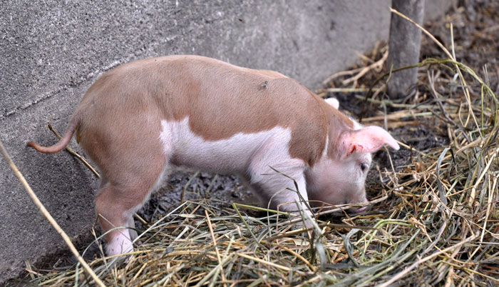 Gilts and Barrows – Goods and Bads – The Kitchen's Garden