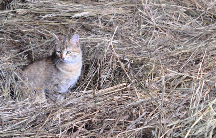 Pigs build Nests just like Birds but not in a Tree – The Kitchen's Garden