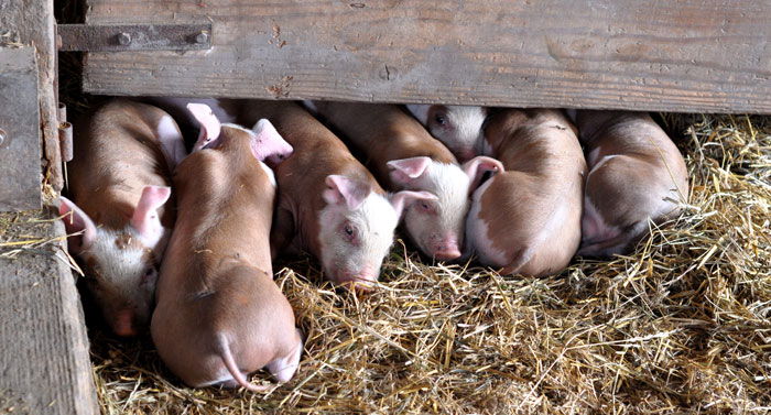 Piglets set free and our trip is in jeopardy – The Kitchen's Garden