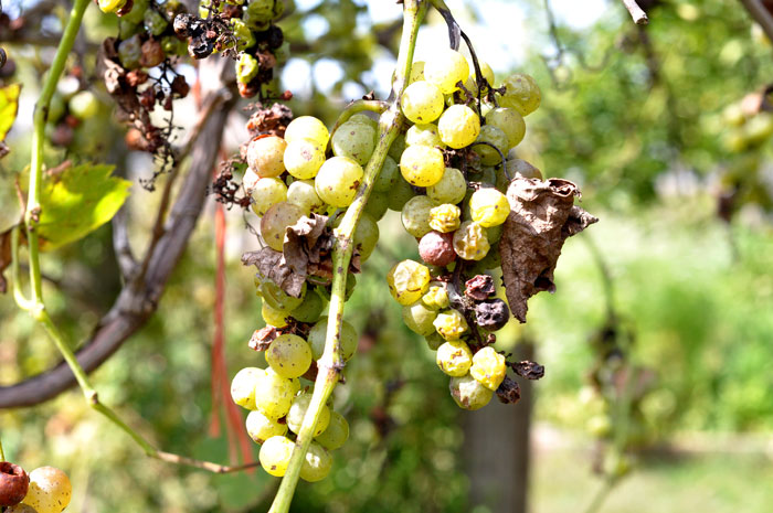 Ladybird Wine – The Kitchen's Garden