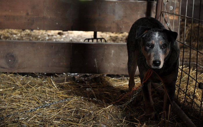 Sit, Boo-Boo – Sit. – The Kitchen's Garden
