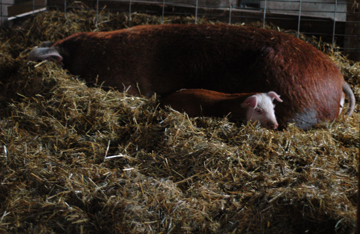 Topping and Tailing – The Kitchen's Garden