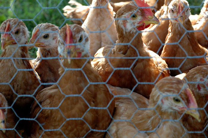 Sheep in a box – The Kitchen's Garden