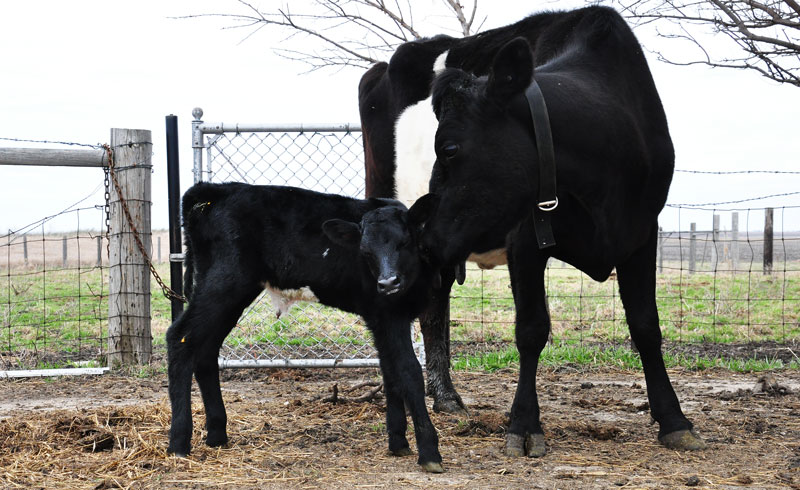 dutch-belted-calf-014 – The Kitchen's Garden