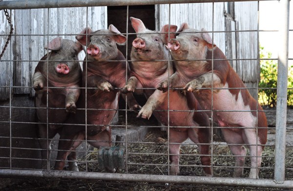 pig – The Kitchen's Garden