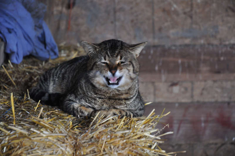 Canny cat – The Kitchen's Garden