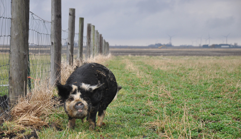 Tane Mahuta – The Kitchen's Garden