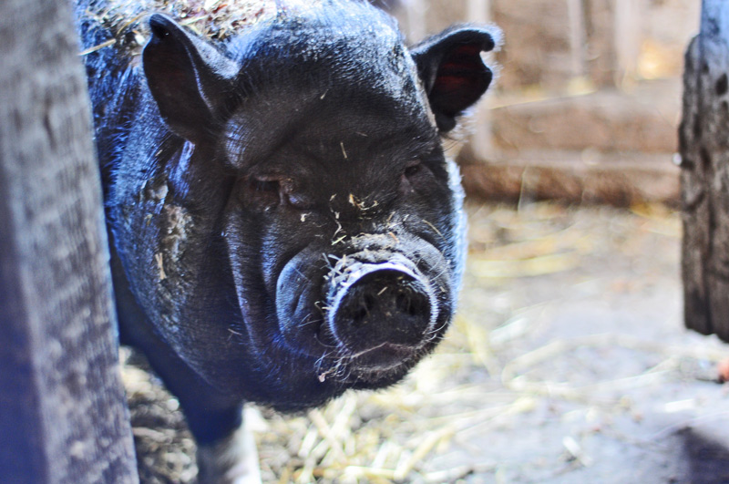 Pigs do not bend – The Kitchen's Garden