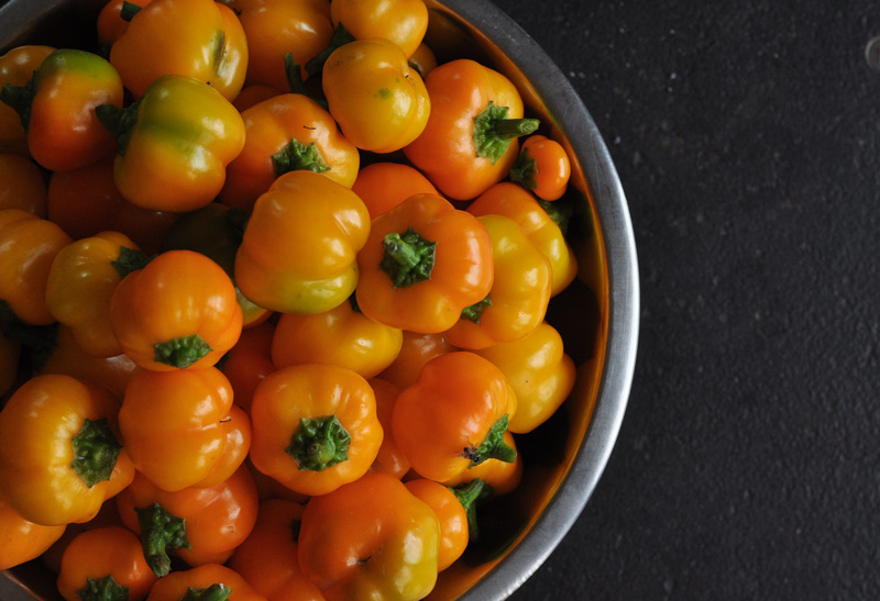 The shiny path – The Kitchen's Garden