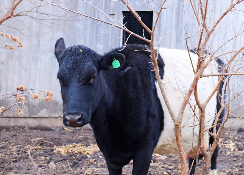 PUSHY COW – The Kitchen's Garden