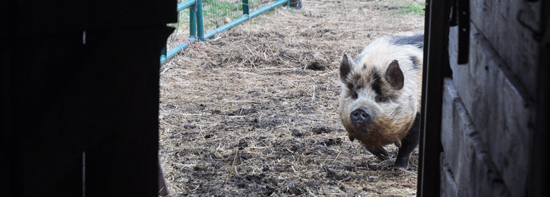 SUMO PIG – The Kitchen's Garden