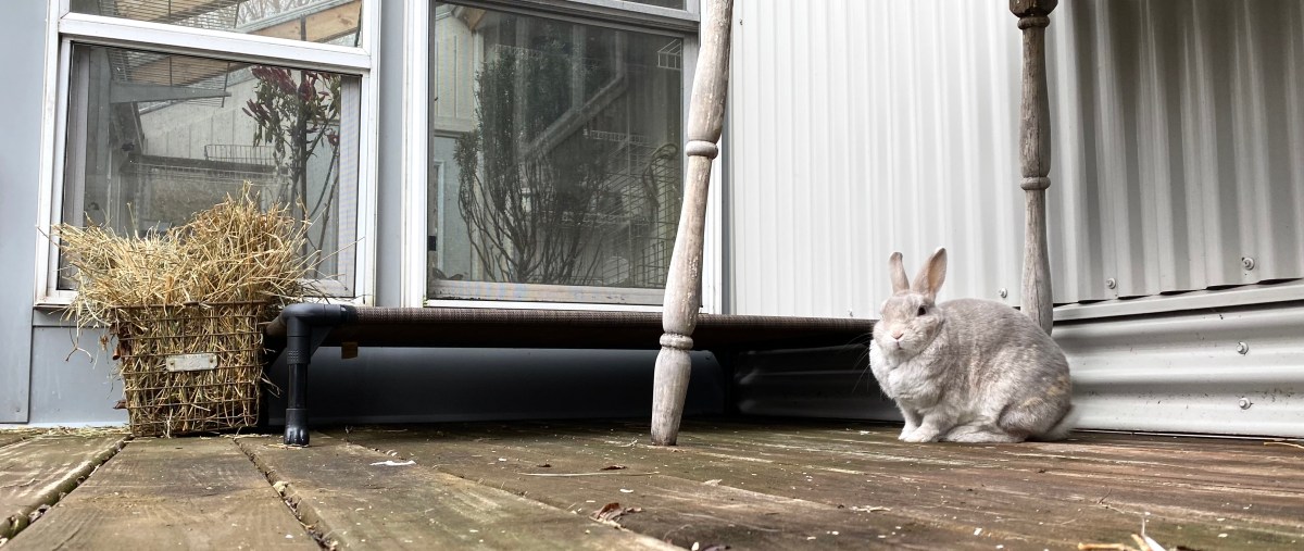 The Best summer home for your Rabbit – The Kitchen's Garden