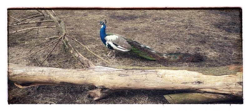 How to Catch a Peacock. Mr Flowers needed Help. – The Kitchen's Garden