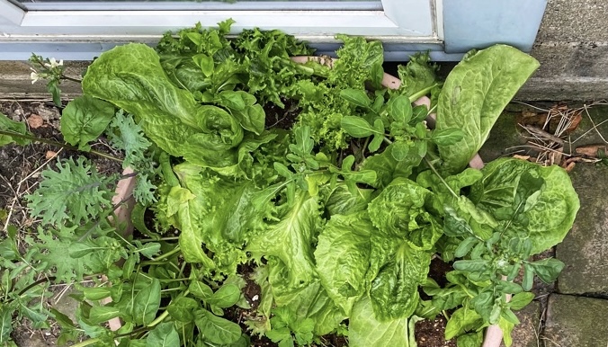 How to Grow Salad Greens In A Pot – The Kitchen's Garden