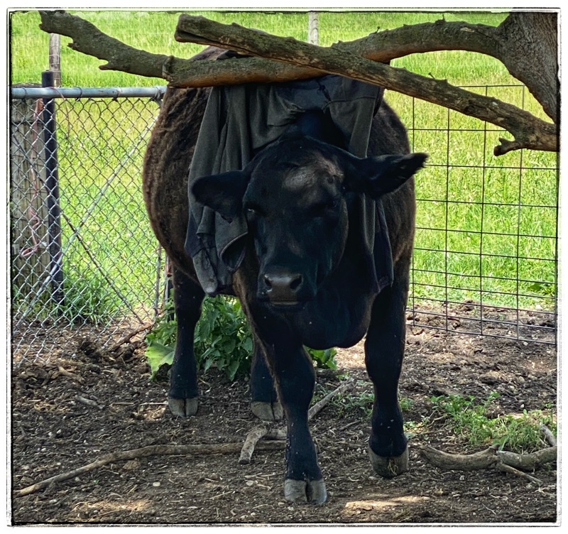 Leave it up to the Cows – The Kitchen's Garden