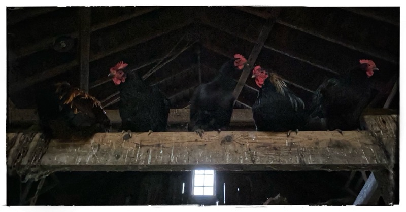 The chickens meet Bald Eagle and Bastard Mink – The Kitchen's Garden