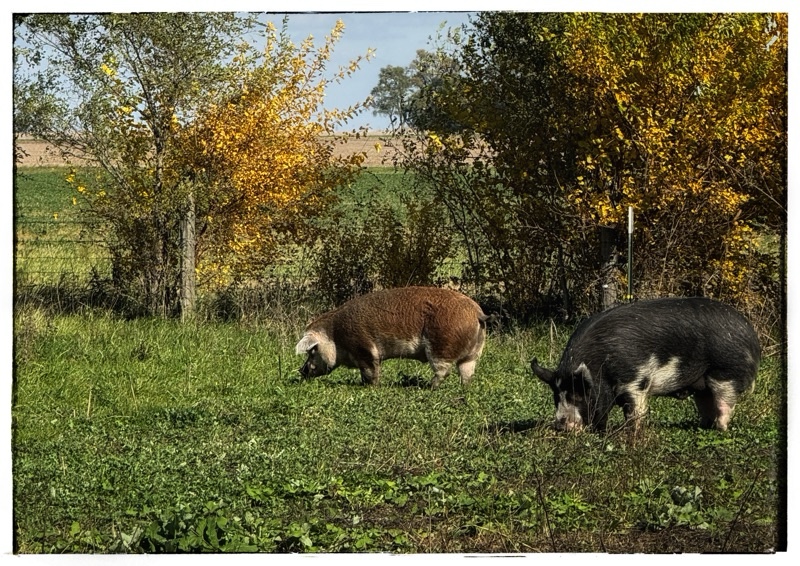 Hogs in Fields, Grazing like Cows – The Kitchen's Garden