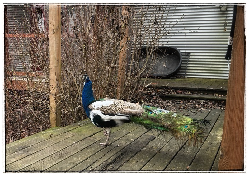How to Train a Peacock – The Kitchen's Garden
