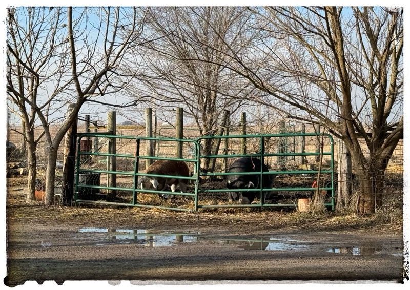 How’s your Fake Spring? – The Kitchen's Garden