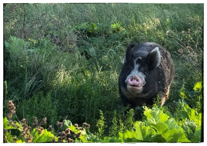 How to Shift Hogs – The Kitchen's Garden