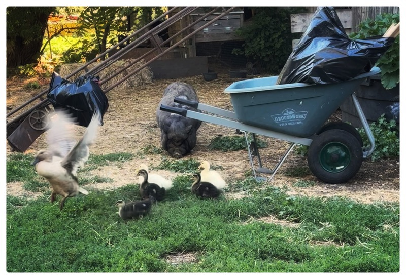 No Flying, Quacker – The Kitchen's Garden