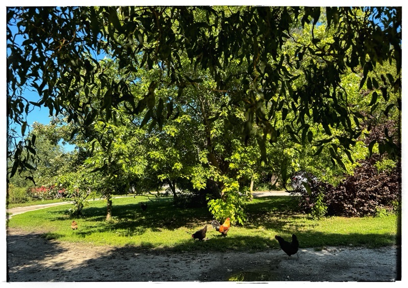 How to Train your Hens to sleep in the Hen House – The Kitchen's Garden